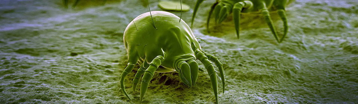Je hebt meer bedpartners dan je denkt! - Slaapspecialist Hendriksen